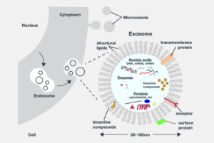 Exo Booster Is New Dermalogica Skin Rejuvenation Treatment